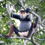 Red-shanked Douc - Private Motorbike Tour - The Practical Side: What You Need to Know