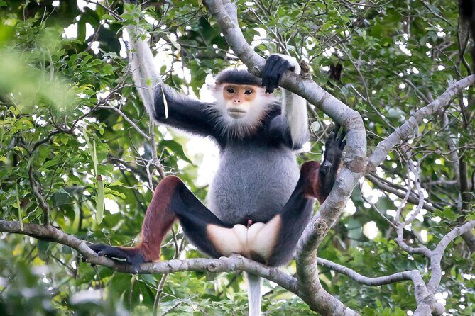 Red-shanked Douc - Private Motorbike Tour - The Practical Side: What You Need to Know