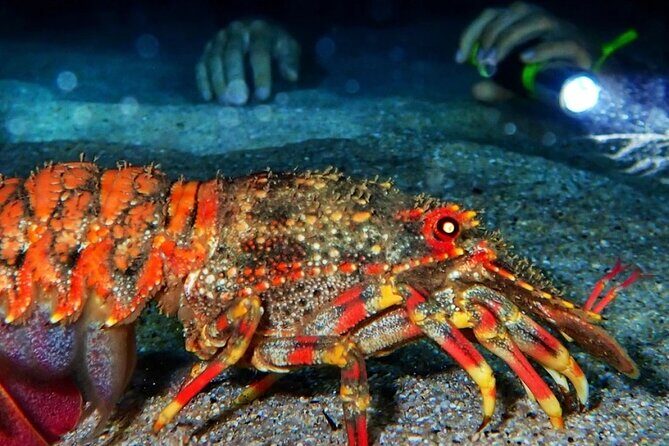 Redang Night Snorkeling Trip (Private Tour) - Final Thoughts