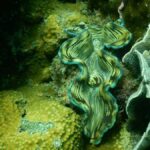 RedRiverTour - Discovery 3 Islets, Snorkeling By Speedboat - The Itinerary in Detail