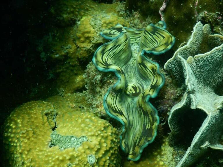 RedRiverTour - Discovery 3 Islets, Snorkeling By Speedboat - The Itinerary in Detail