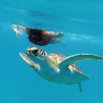 Reef and Turtle Adventure - Kayak and Snorkel Tour - Why Travelers Love This Tour