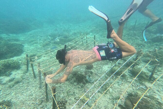 Reef Rehabilitation Course and Snorkeling - Final Thoughts