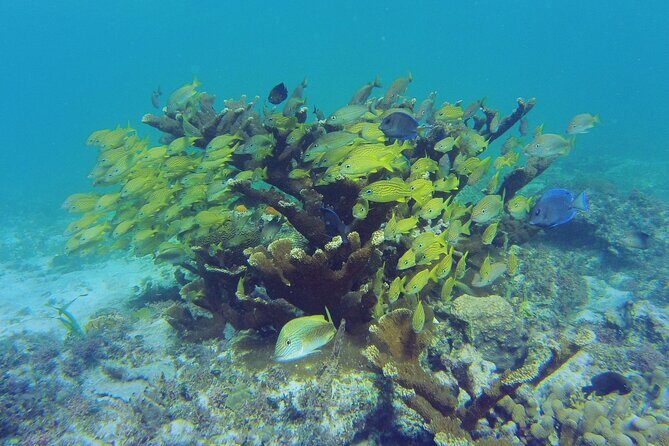 Reef Snorkel and Cenote Experience - Transportation, Timing, and Group Size