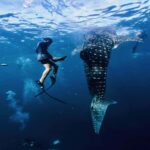 Regular Daily Sumbawa Whale Sharks One Day Tour - What Makes This Tour Stand Out?