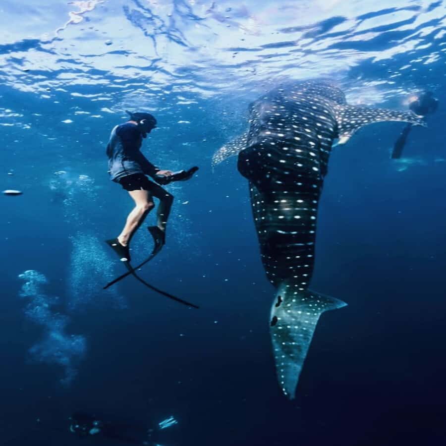 Regular Daily Sumbawa Whale Sharks One Day Tour - What Makes This Tour Stand Out?