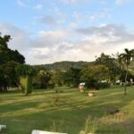 Relax in Hot Springs and swim in Titou Gorge and Trafalgar Falls - Authentic Experiences and Insights from Reviews