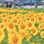 Rent a bike Let's go see the sunflowers in Mannou Town with an electrically assisted e-bike!Introducing Recommendation routes for sunflower producers. - In-Depth Look at the Itinerary