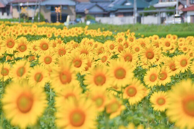 Rent a bike Let's go see the sunflowers in Mannou Town with an electrically assisted e-bike!Introducing Recommendation routes for sunflower producers. - In-Depth Look at the Itinerary