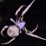 Reptile and Amphibian Night Adventure in Yucatán Jungle - Who Will Love This Tour?