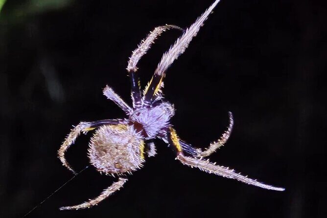 Reptile and Amphibian Night Adventure in Yucatán Jungle - Who Will Love This Tour?