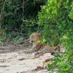 Responsible Wilpattu National Park Jeep Safari from Colombo - The Sum Up: Is This Tour Right for You?
