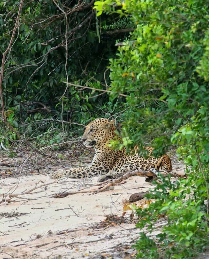 Responsible Wilpattu National Park Jeep Safari from Colombo - The Sum Up: Is This Tour Right for You?