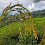 Rice fields terraces of Ban Pa Pong Piang. ( 1 day tour ) - Who Should Consider This Tour?