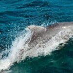 Ricks Cafe Cruise Snorkeling Open Bar DJ OCEAN EDEN BAY/CORAL - Ricks Cafe and Cliff Jumping