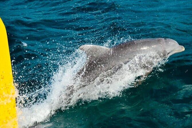 Ricks Cafe Cruise Snorkeling Open Bar DJ OCEAN EDEN BAY/CORAL - Ricks Cafe and Cliff Jumping