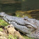 Río Lagartos: Flamingo-watching excursion and boat tour - In-Depth Look at the Tour Itinerary