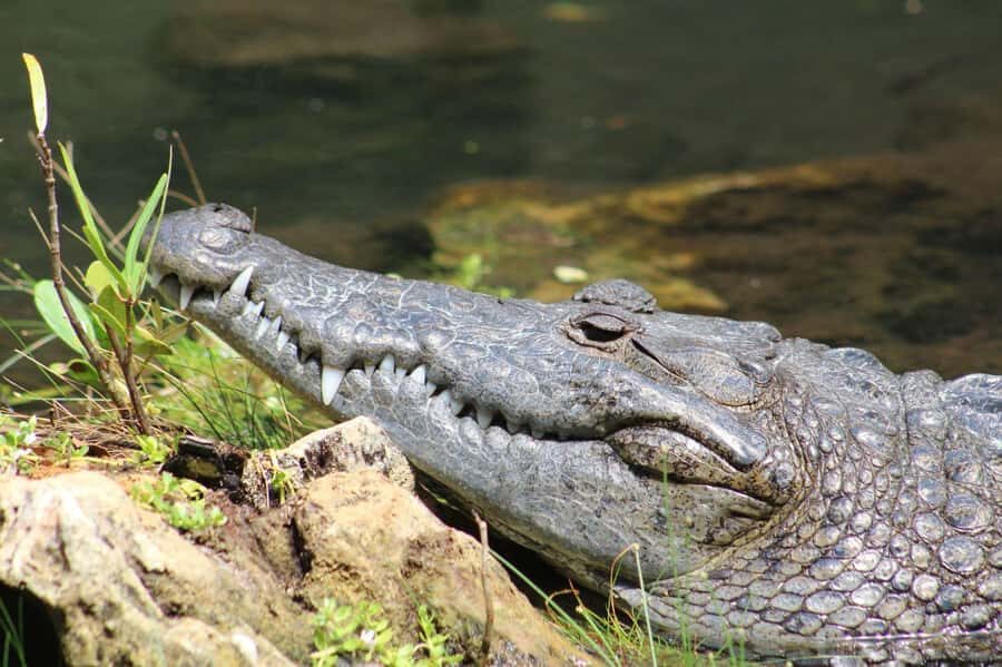 Río Lagartos: Flamingo-watching excursion and boat tour - In-Depth Look at the Tour Itinerary