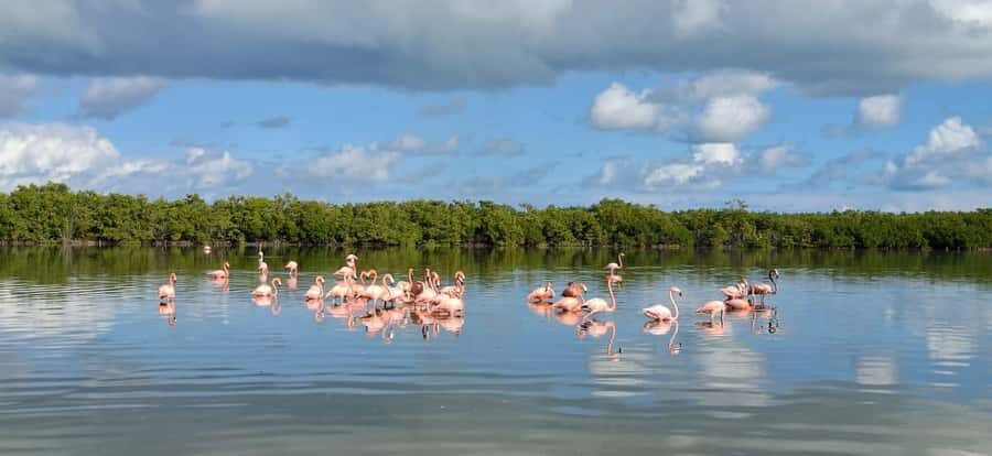 Río Lagartos & Las Coloradas Boat Tour: Flamingos, Mangroves - Why This Tour Stands Out