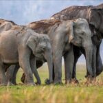 Rishikesh: Open Jeep Safari in Chilla Range, Rajaji National Park - Final Thoughts