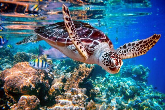 Riu Macao - Round Trip Shuttle - Punta Cana Airport - Final Thoughts: Is It Worth It?