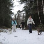 Rivière-Rouge: Snowshoe with Joering Harness and Sled Dogs - Practical Tips for Participants