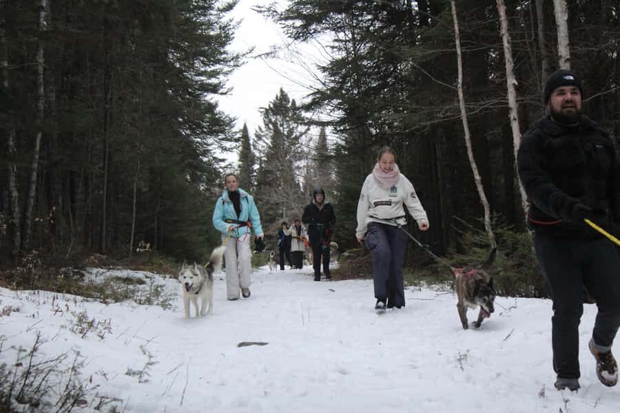 Rivière-Rouge: Snowshoe with Joering Harness and Sled Dogs - Practical Tips for Participants