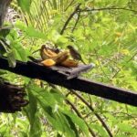 Rockland Bird Sanctuary and Hip-Strip Shopping - Why Travelers Love This Tour