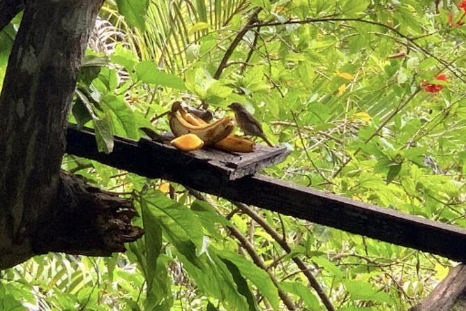 Rockland Bird Sanctuary and Hip-Strip Shopping - Why Travelers Love This Tour