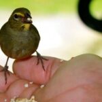 Rockland Bird Sanctuary Tour [Transportation] Hotel Pick-Up - The Practical Side: Booking and Cancellation
