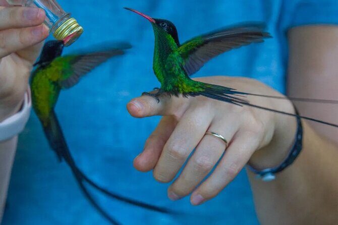 Rocklands Bird Sanctuary and Montego Bay Highlights - A Detailed Look at the Experience