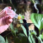 Rocklands Bird Sanctuary & City Highlights plus Shopping from Montego Bay - Final Thoughts: Is This Tour Right for You?