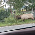 Rocky Mountain National Park Car Tour from Estes Park - What to Expect at Each Stop