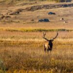 Rocky Mountain National Park: Elk Rut Photography Tour - The Sum Up