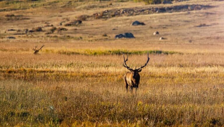Rocky Mountain National Park: Elk Rut Photography Tour - The Sum Up
