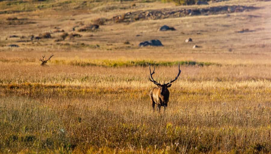 Rocky Mountain National Park: Elk Rut Photography Tour - The Sum Up