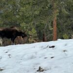 Rocky Mountain National Park Private Tour - What Travelers Say and Why It Matters