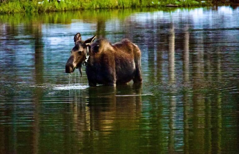 Rocky Mountain National Park: The Bear Lake Corridor - What Makes This Tour Stand Out