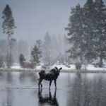 Rocky Mountain Winter Wonderland Adventure Tour - What to Expect: A Closer Look at the Itinerary