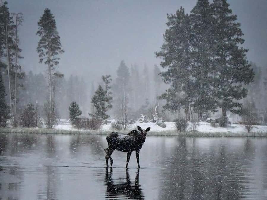 Rocky Mountain Winter Wonderland Adventure Tour - What to Expect: A Closer Look at the Itinerary