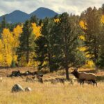 Rocky Mountains: Peak to Peak & Estes Park Small Group Tour - Comfort, Value, and Practicalities