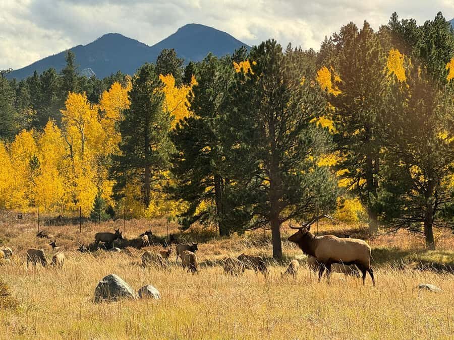 Rocky Mountains: Peak to Peak & Estes Park Small Group Tour - Comfort, Value, and Practicalities