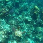 Rose Island Adventure: Turtle Swim and Snorkel - Who Will Love This Tour?