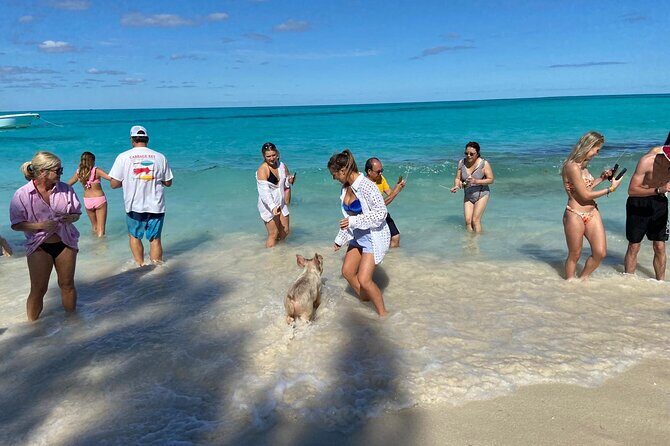 Rose Island Swimming Pigs - Wrapping Up the Day: Return and Reflection