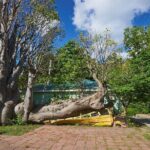 Roseau Dominica Safari Scenic: Rainforest, Falls & Karaoke - Analyzing the Value: Is It Worth It?