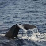 Roseau: Guided Dolphin and Whale Watching Tour With Drinks - The Realities: Pros and Cons