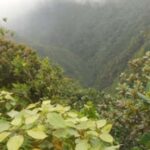 Roseau: Morne Diablotin Hike - Who Will Love This Tour?