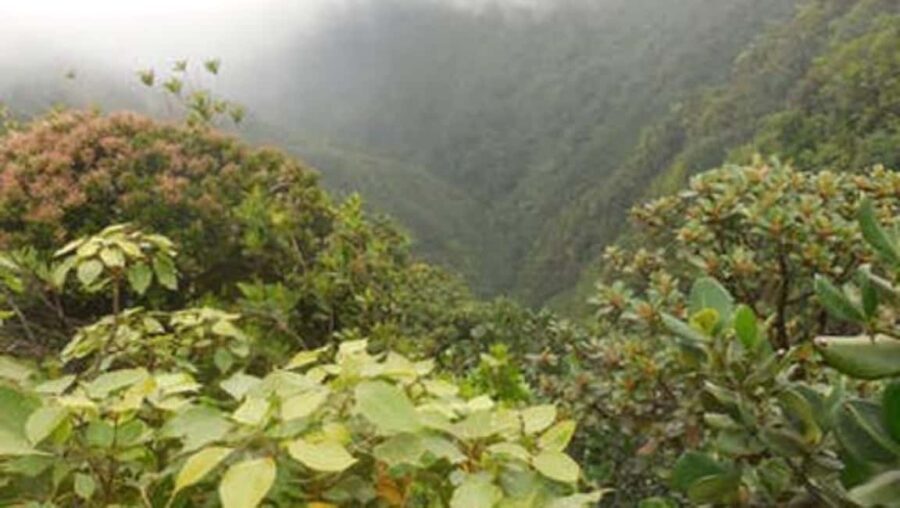 Roseau: Morne Diablotin Hike - Who Will Love This Tour?