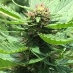 Round trip airport hotel transfer MBJ-Negril - Pricing and Value