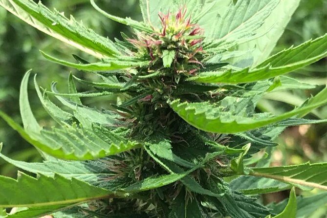 Round trip airport hotel transfer MBJ-Negril - Pricing and Value